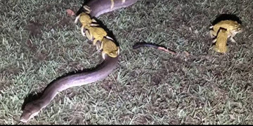 “A Midnight Ride: Frogs and a Snake’s Unexpected Adventure” – New and Tips