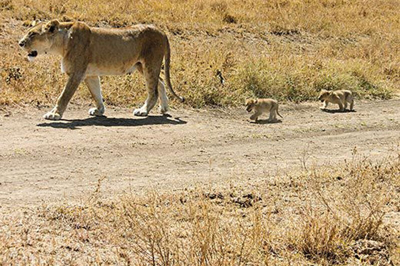 ببینید لحظه دلهرهآور مواجه شدن یک کوهنورد با شیر کوهی خبرآنلاین