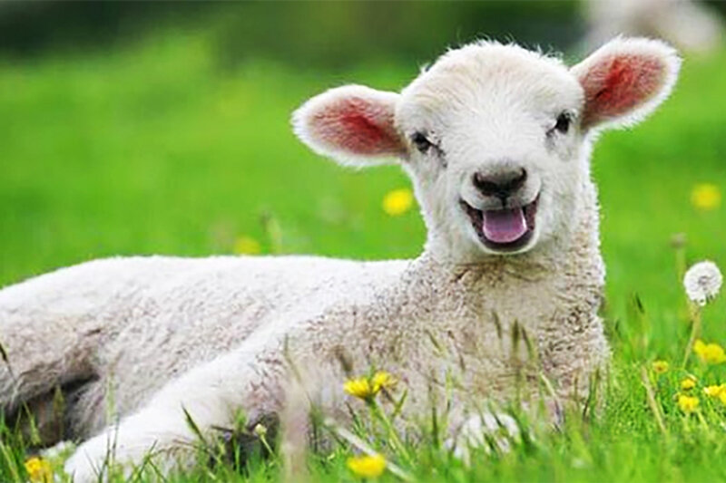 ببینید | تولد یک بره عجیب در بندر گز - خبرآنلاین