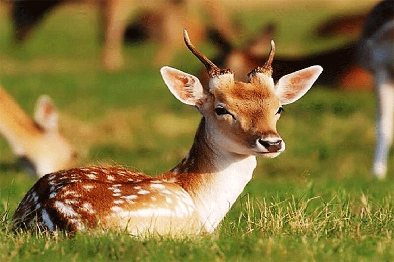 ببینید | لحظه شگفت انگیز نجات یک آهو - خبرآنلاین