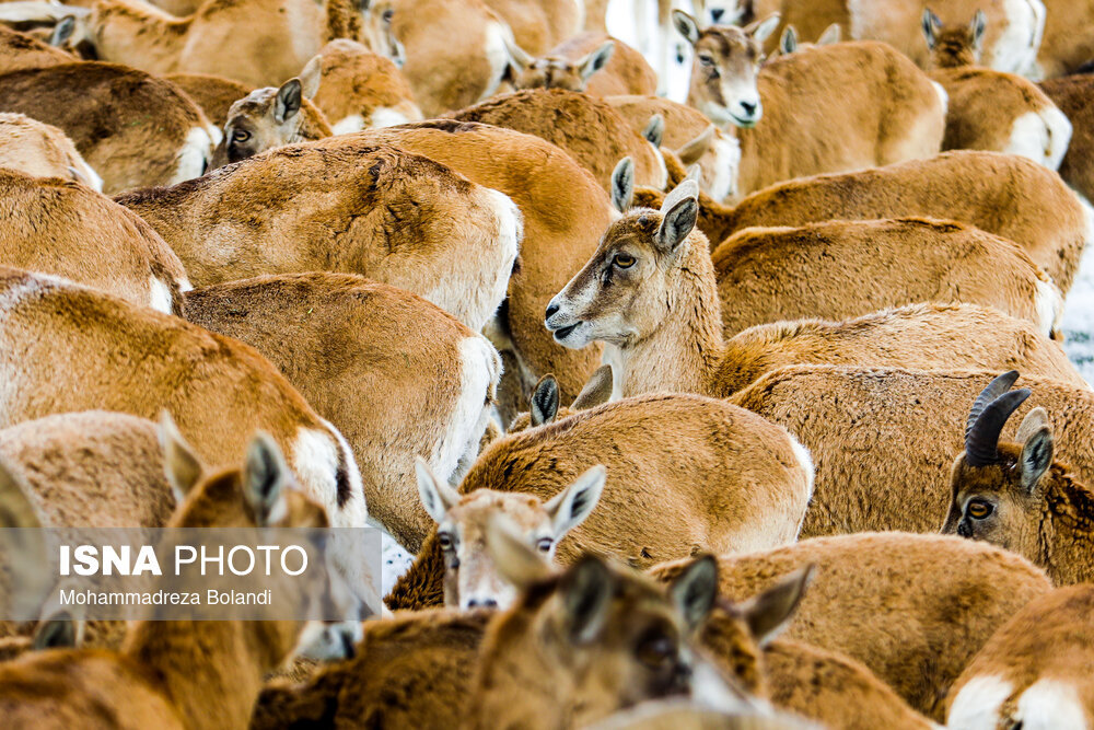 عکس| تصاویر کمتر دیده شده از گله قوچ و میش در برف امسال - خبرآنلاین