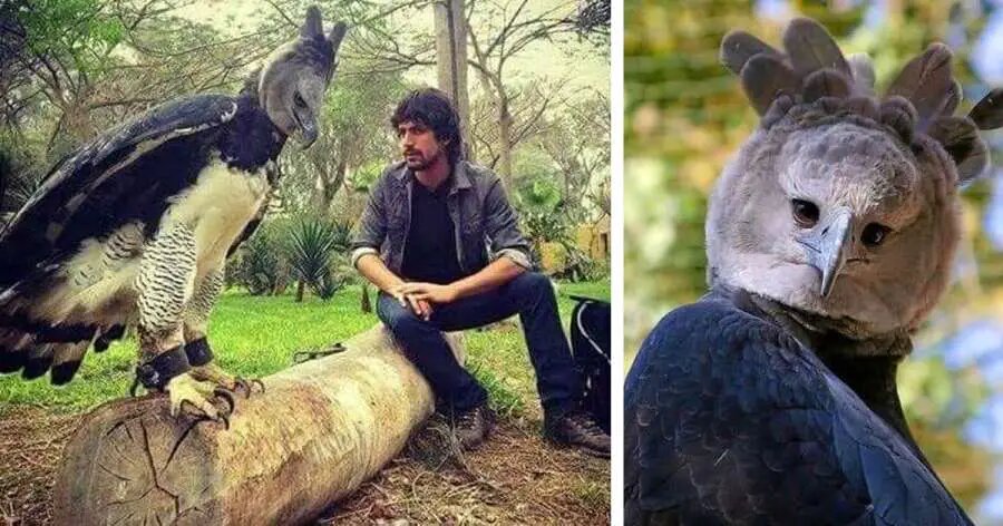 چنگال ترسناک پرنده‌ای شگفت‌انگیز!/ عکس - خبرآنلاین