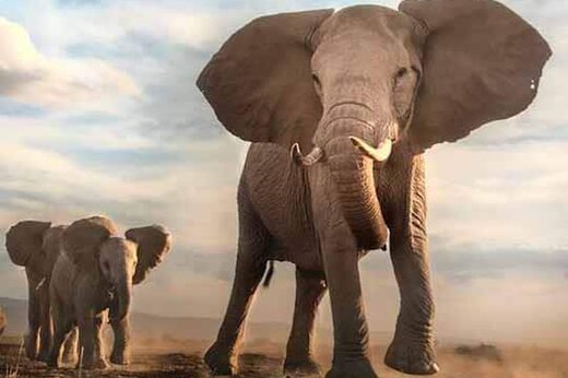 ببینید | صافی کف پای فیل چه فوایدی دارد؟ - خبرآنلاین