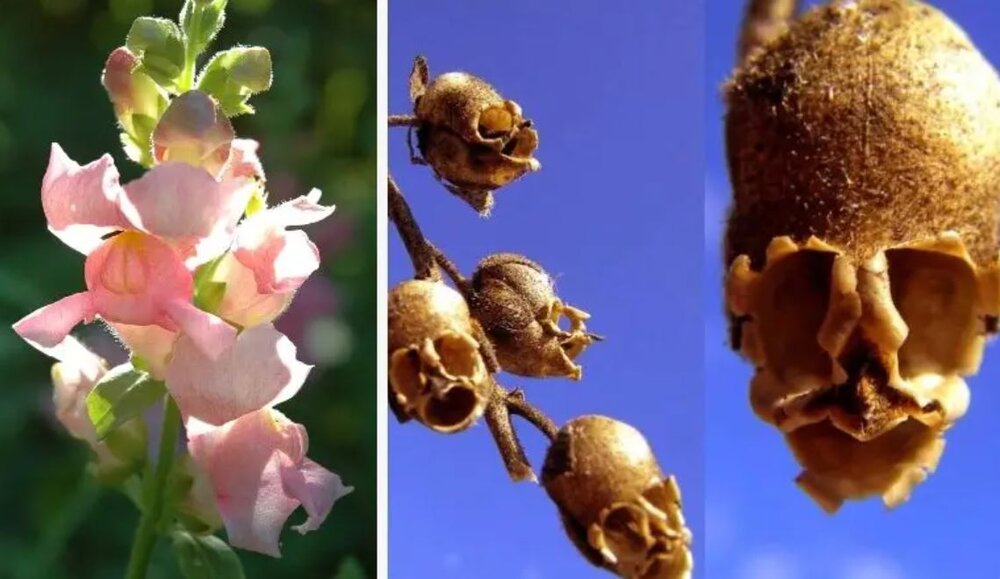 جمجمه‌های ترسناک آویزان از ساقه! / عکس - خبرآنلاین