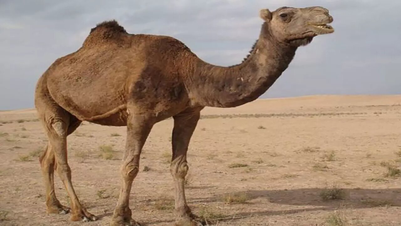 ببینید | نجات معجزه آسای یک کودک از دهان شتر قبل از بلعیده شدن - خبرآنلاین