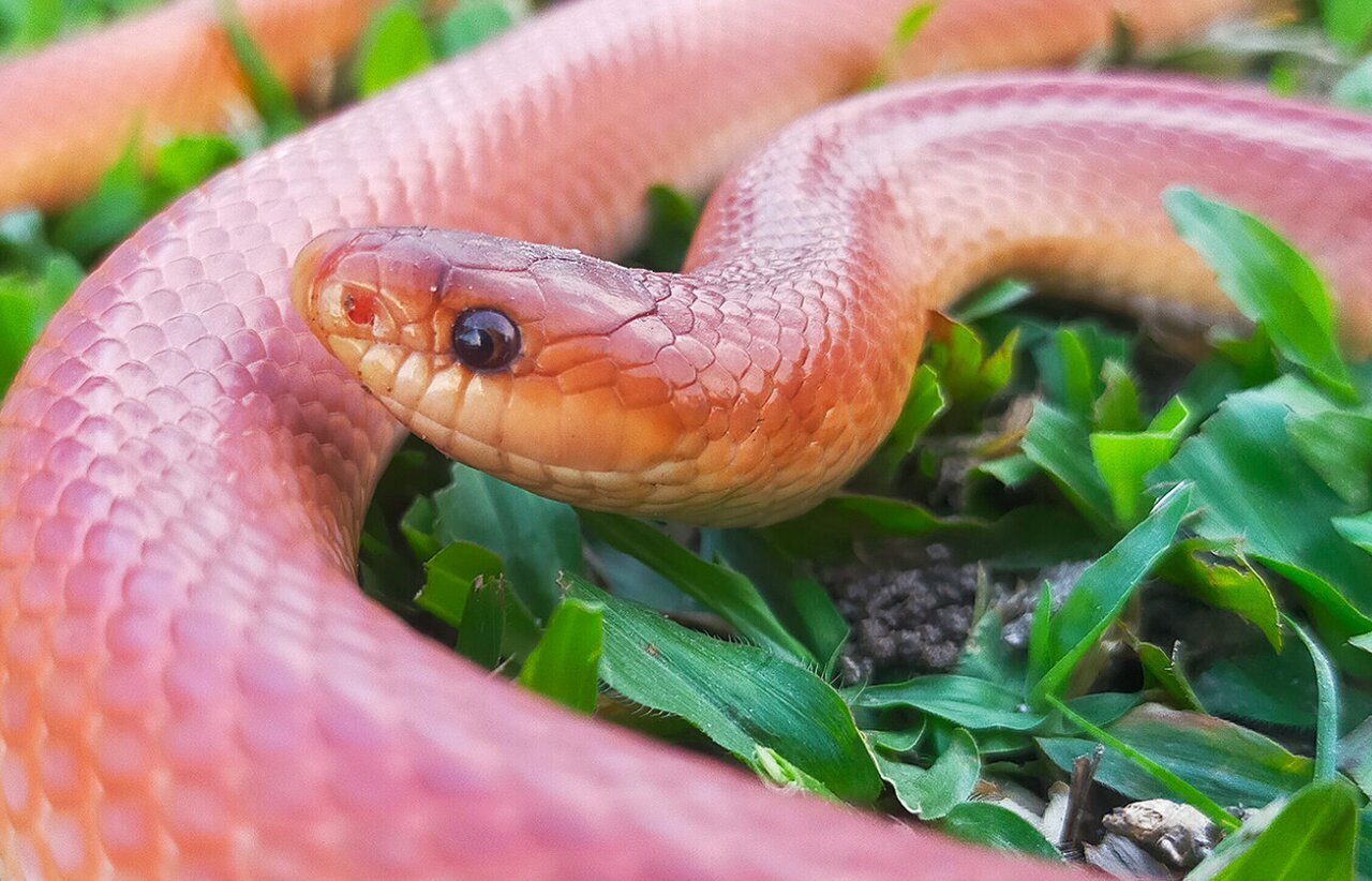 مار رنگی کمیاب از حیاط این خانه سردرآورد/ عکس - خبرآنلاین