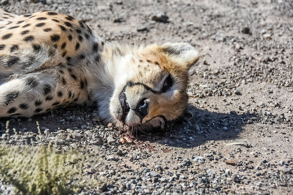 تلف شدن یک یوزپلنگ ماده در جاده/ عکس - خبرآنلاین