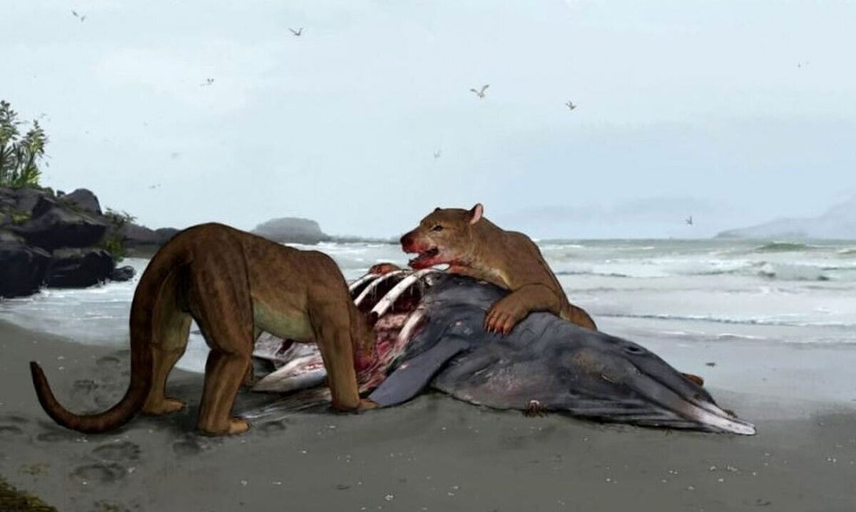 کشف گونه جدید شکارچی غول‌پیکر و باستانی «سگ خرسی» در فرانسه/ عکس ...