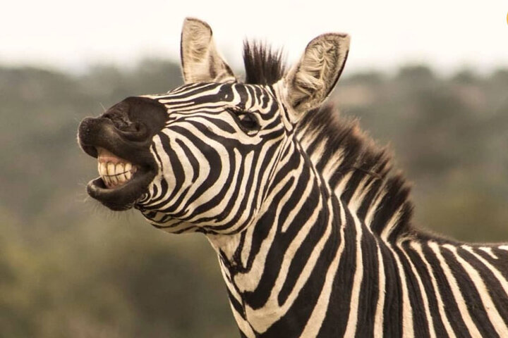 «گورخر»، در ایران نیز وجود دارد! /عکس - خبرآنلاین