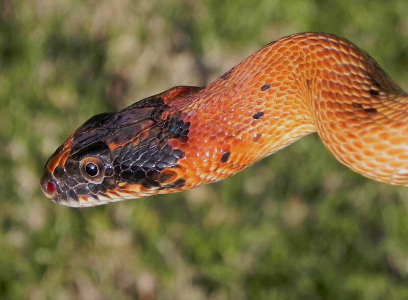 عکس| مار خوش خط و خال گونه بومی شنزارهای ایران است! - خبرآنلاین