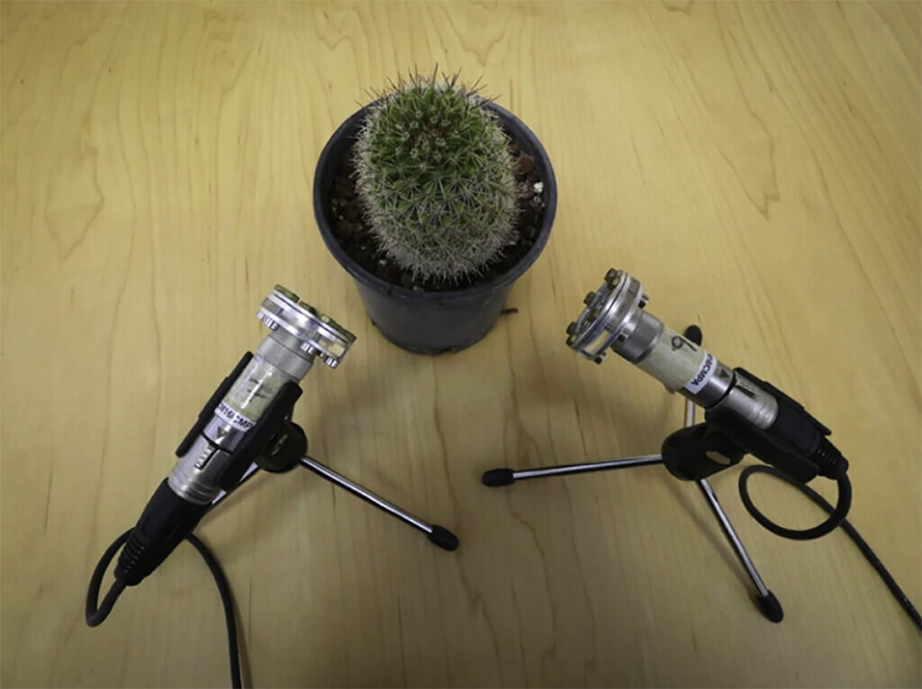 ثبت لحظه شگفت‌انگیز «صحبت کردن گیاه» برای اولین بار! - خبرآنلاین