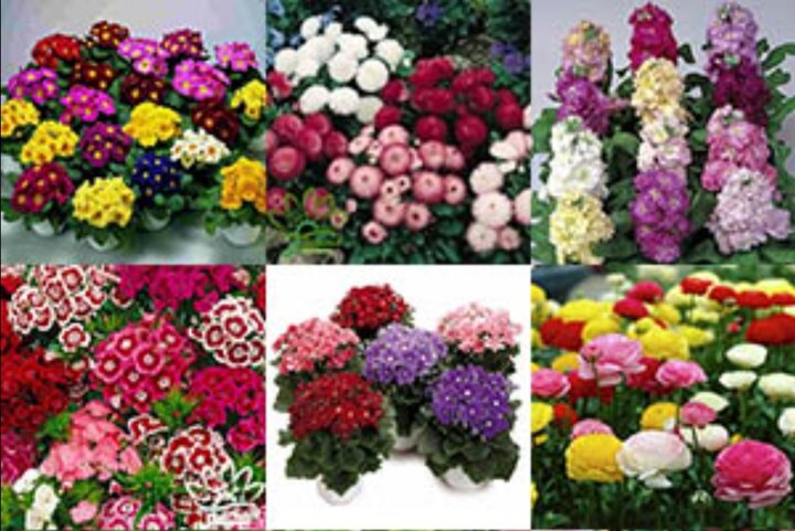 کاشت ۱/۵ میلیون بوته گل در استقبال از بهار در همدان - خبرآنلاین